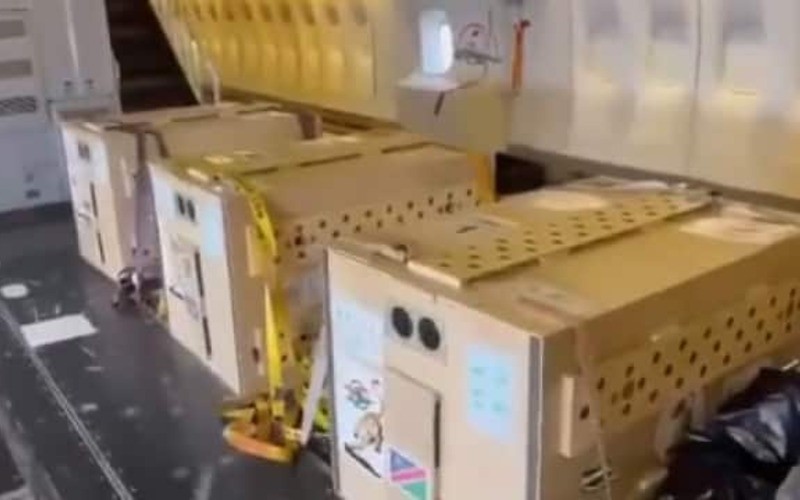 Inside View Of The Plane That Brought Cheetahs To India watch viral ...