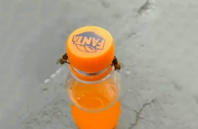 Bees Opening A Soda Bottle Together Looks Amazing See Viral Video