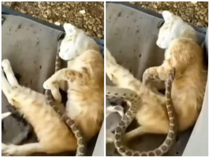 Cat And Snake Viral Video: The snake reached near the sleeping cat ...