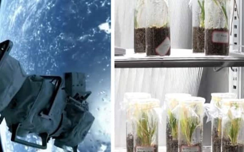China grow rice and vegetables in space