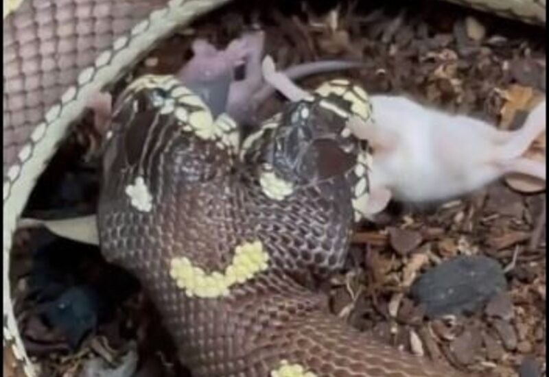 Two-headed snake swallowed two rats together, people shocked, video viral