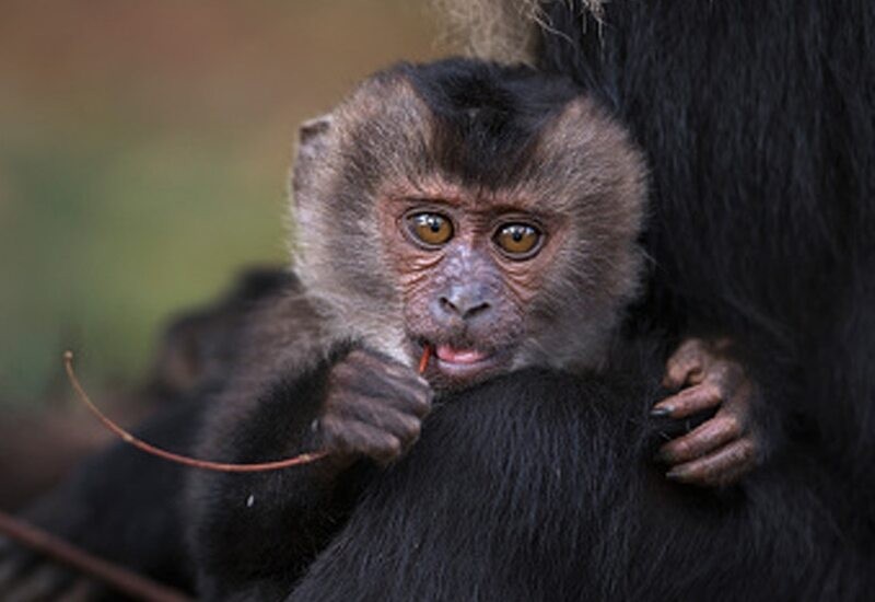 Monkey Bee virus more dangerous than corona, 80% mortality if untreated