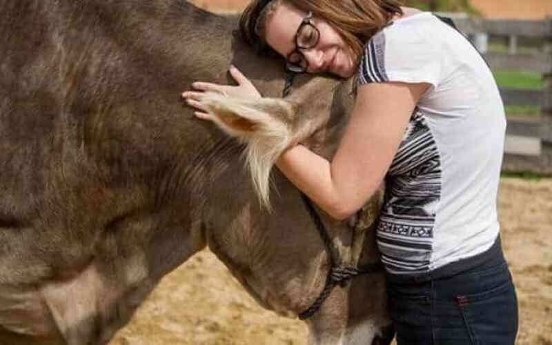 Cow Hugging trendS in America people giving DOLLAR 200 to embrace cow