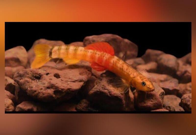 Uddhav Thackeray's son Tejas, team discover new fish species