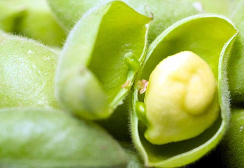 gram can be grown on the moon... scientists told the way