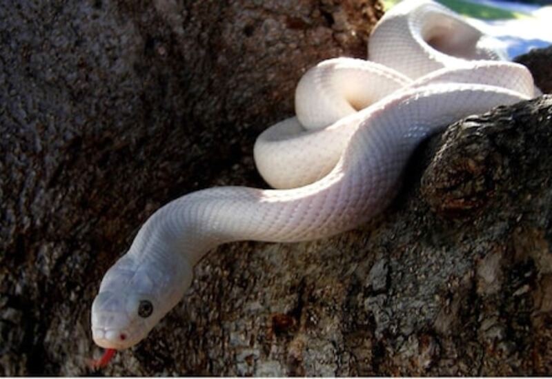 Rare white snake seen in Udaipur, have you ever seen it?