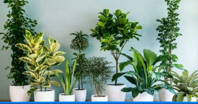 Grow plants without seeds, these plants can also be grown from leaves