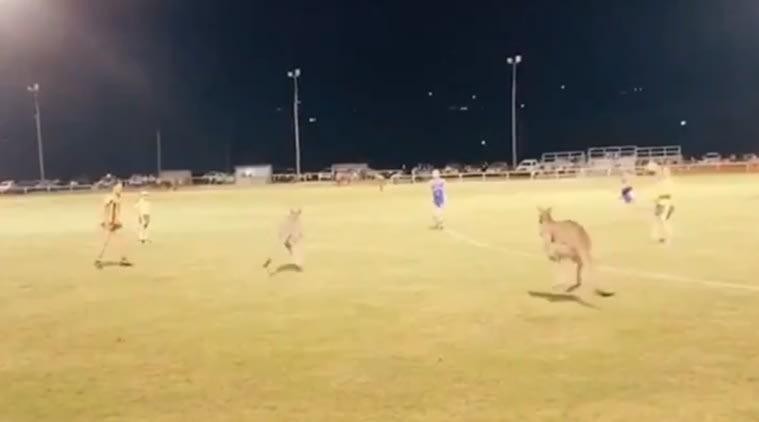 Kangaroos disrupt Australian football game; video goes viral