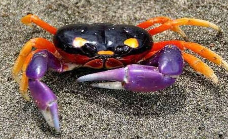 Gynandromorphy: unique crab grabbed in USA outside sea beach