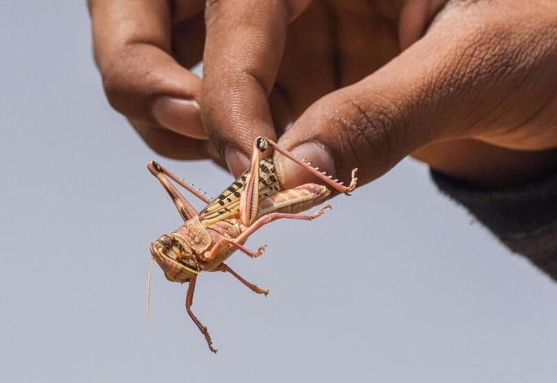 Another locust attack in India likely in few weeks: Locust Warning ...