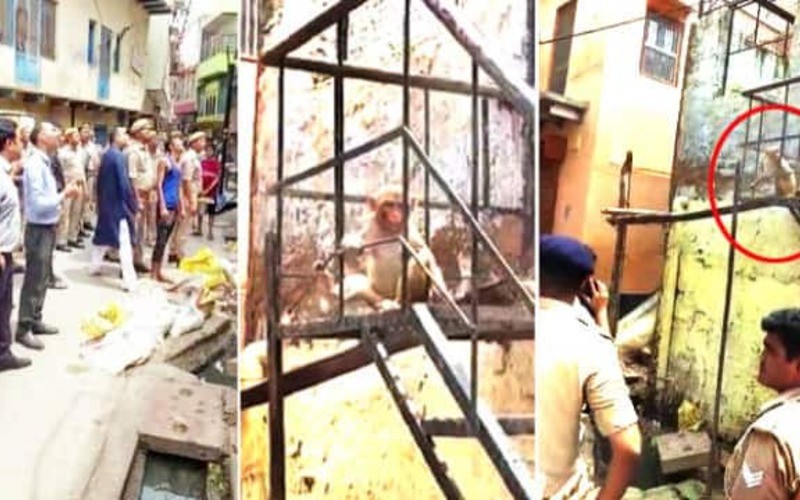 Monkey ran away with glasses Mathura DM navneet chahal reached ...