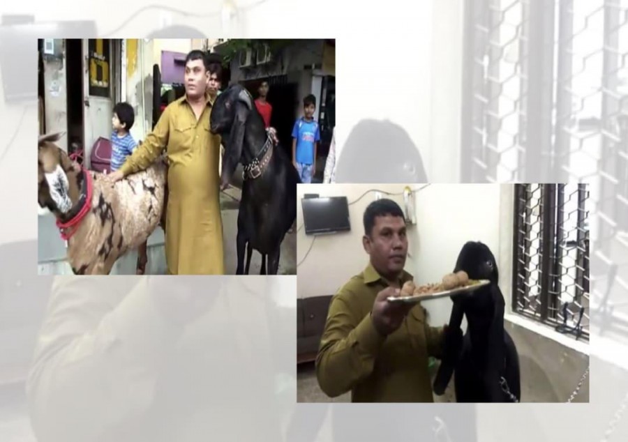 Pics of goat in MP weighing 175 kg surface online, priced at ₹5.5 lakh