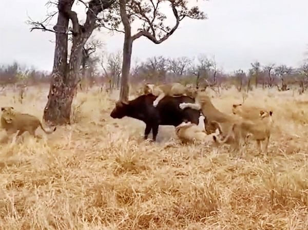 8 lions were supposed to settle the buffalo but friends saved him in ...