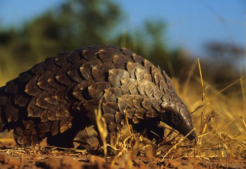 Pangolins may have spread coronavirus from bats to humans: Chinese ...