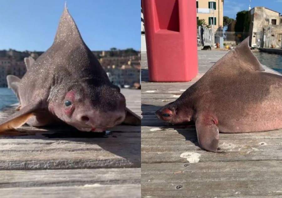'Pig-faced' shark caught by sailors in Italy, pics go viral