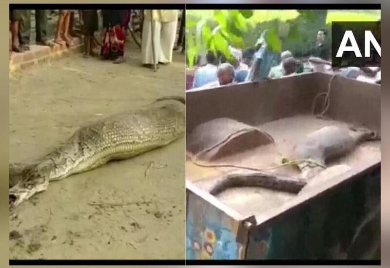 Python unable to move after eating a large goat rescued in UP