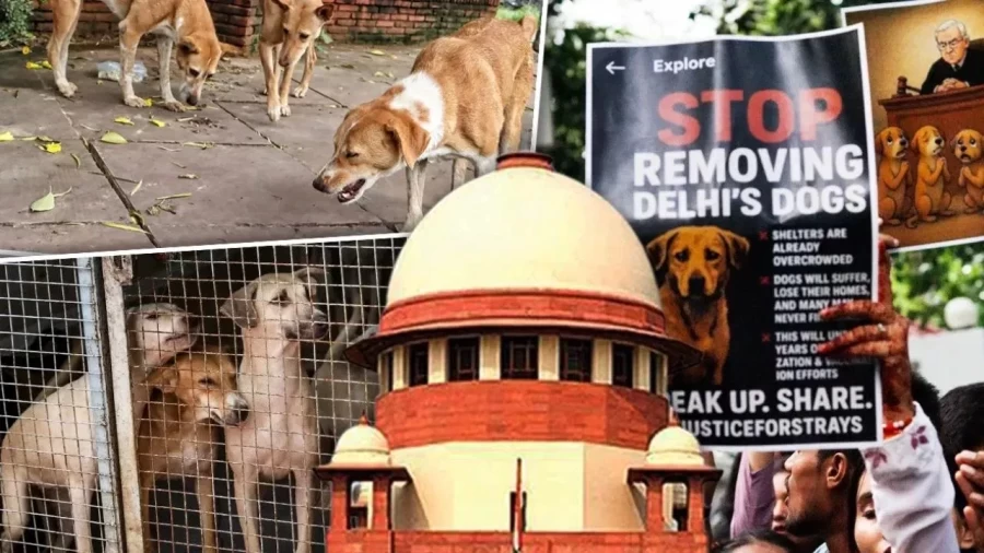 SC's big decision on stray dogs | Supreme Court