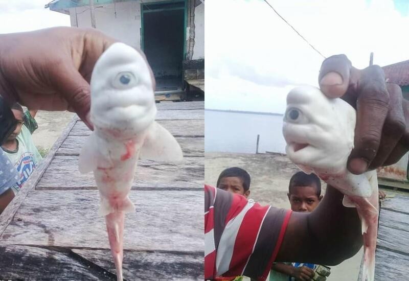 Rare one-eyed baby white shark found inside adult shark's stomach in ...