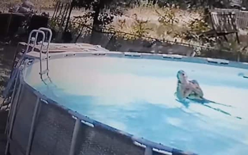10 Year Old Boy Saves Mother Having Seizure In Pool in Viral Video