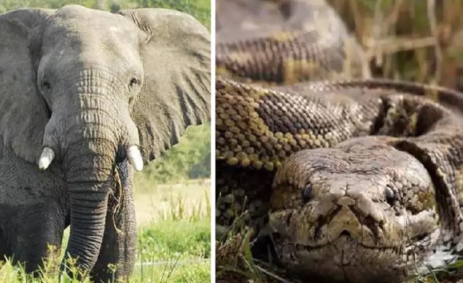 Python elephant fight who will win the battle in jugle will amaze you