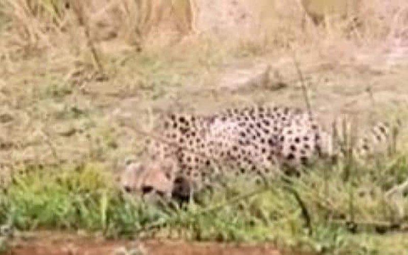 Crocodile attacked leopard then leopard jumped watch viral video