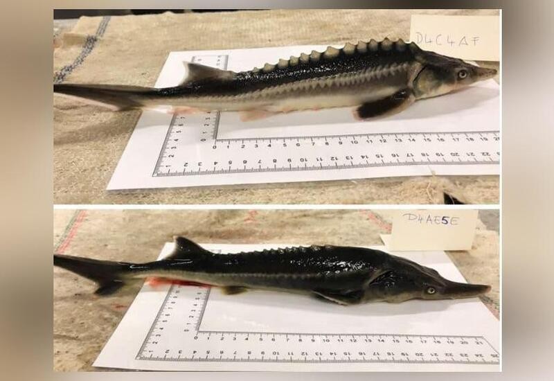 Scientists accidentally create new hybrid fish from 2 endangered species