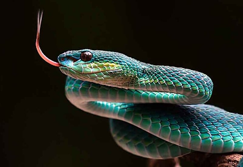 Why do snakes have two tongues? Because we have two ears... that's why